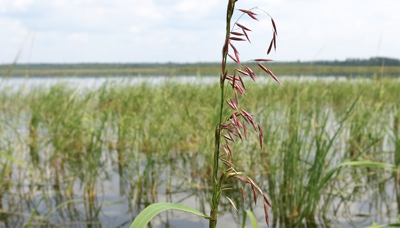 Good wild rice harvest anticipated across Minnesota | Minnesota Public ...