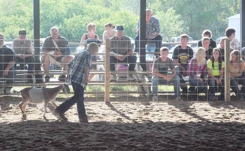Livestock auctions a rite of passage for young farmers | Local News ...