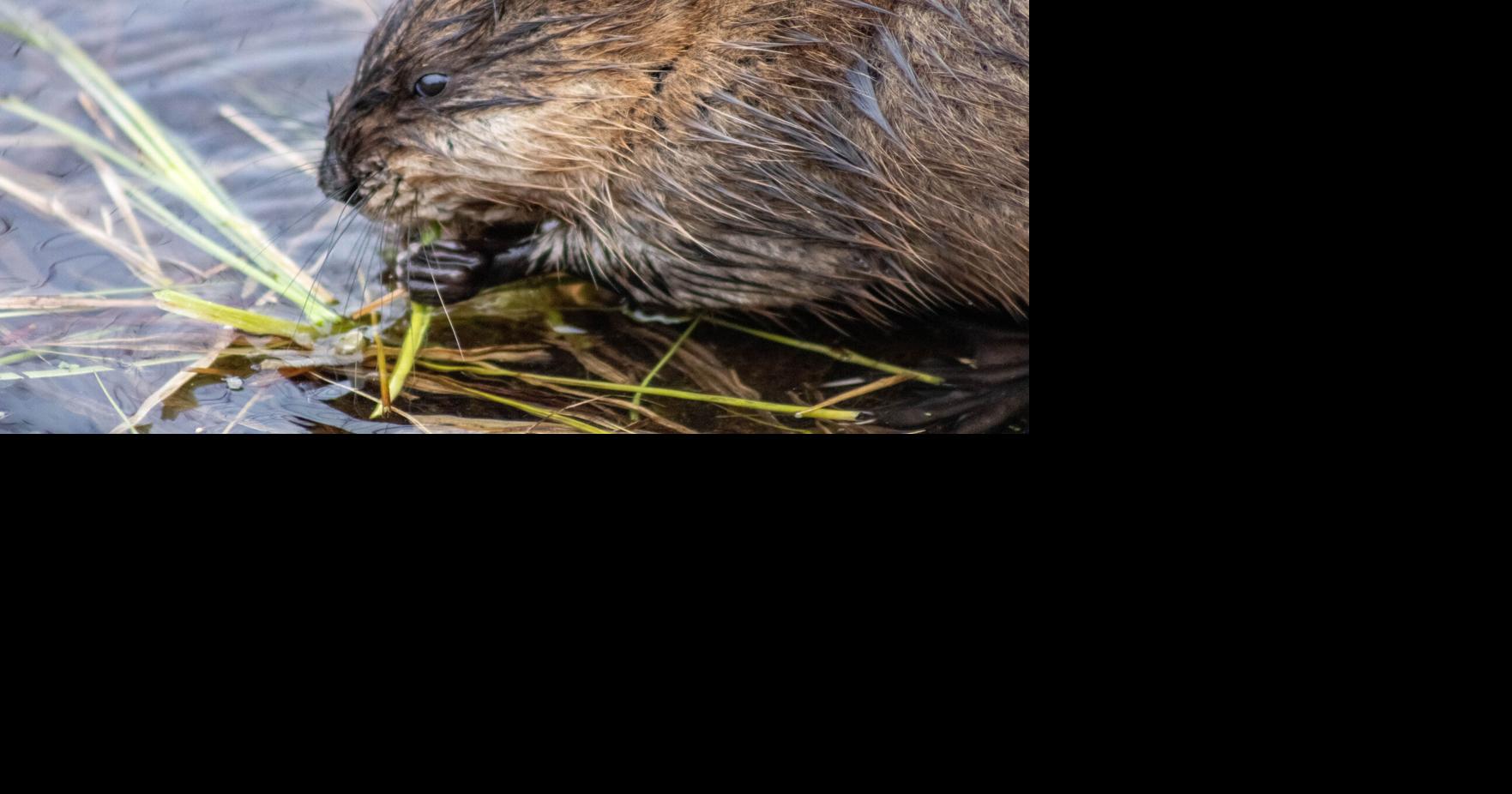 A muskrat is no rock in the road on a journey to no known destination ...