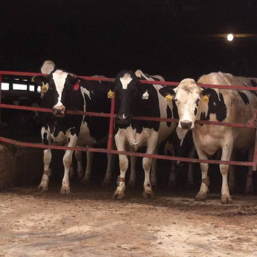 Community - Flower/cows | Local News | cadillacnews.com