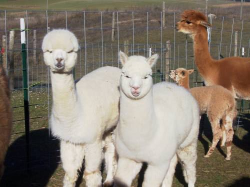 Alpaca residence | Local News | cadillacnews.com