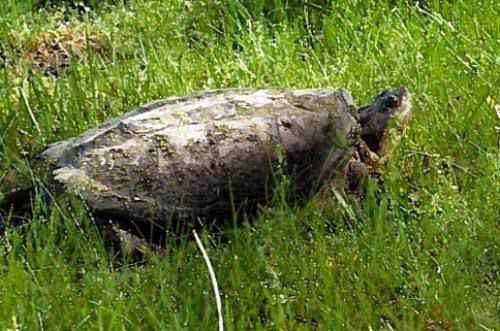 Animals in nature | Local News | cadillacnews.com