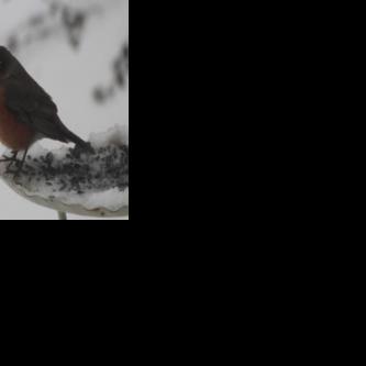 What happened to spring? | Local News | cadillacnews.com