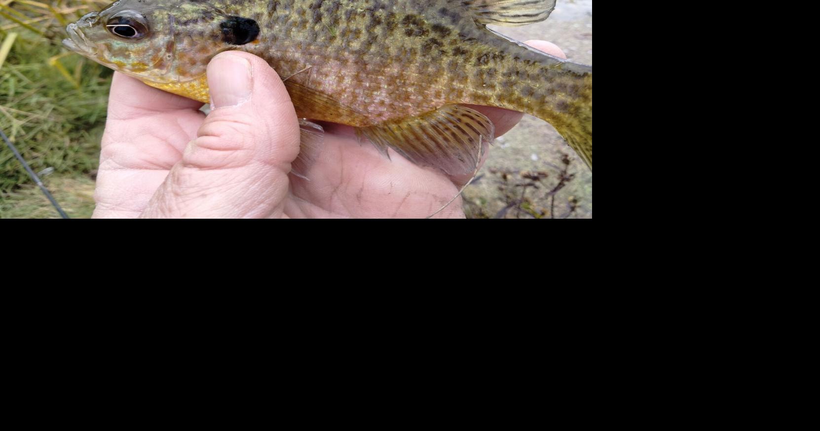 An ultralight rod and tiny lures offer great panfish angling | Sports ...