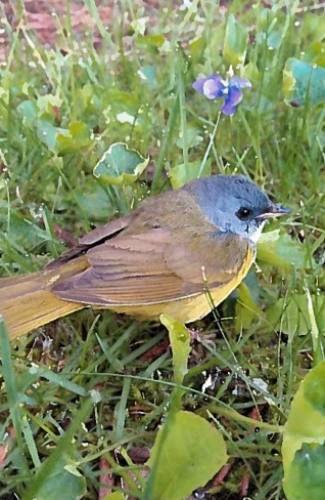 Animals in nature | Local News | cadillacnews.com