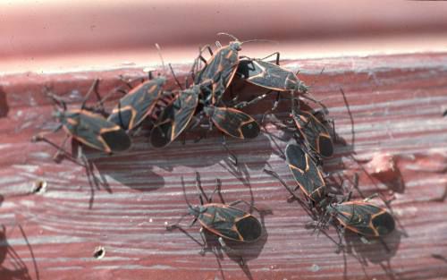 Overwintering insects arriving this fall | Local News | cadillacnews.com