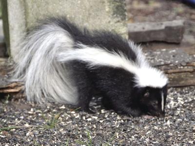this skunk