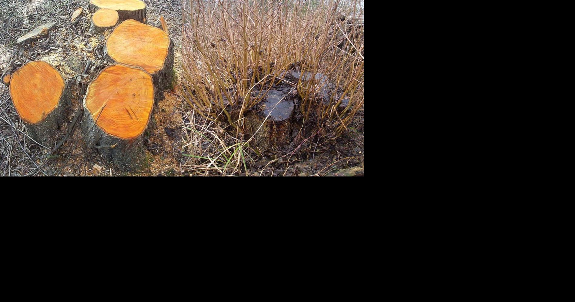 Cut low, cut high | Guest Column | cadillacnews.com