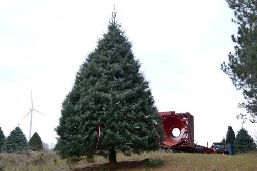 Dutchman Tree Farm shipping tree to Ford Field | Local News ...