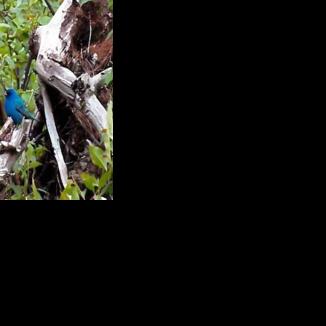 Animals in nature | Local News | cadillacnews.com