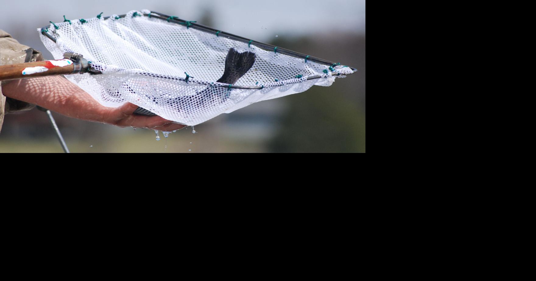 1,000 rainbow trout released into Lake Billings for annual Manton Fish ...