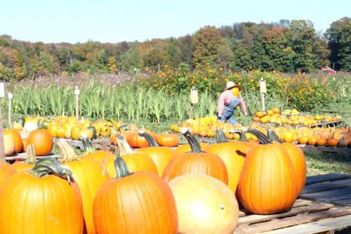 Cadillac area boasts four pumpkin patches this fall | Local News ...