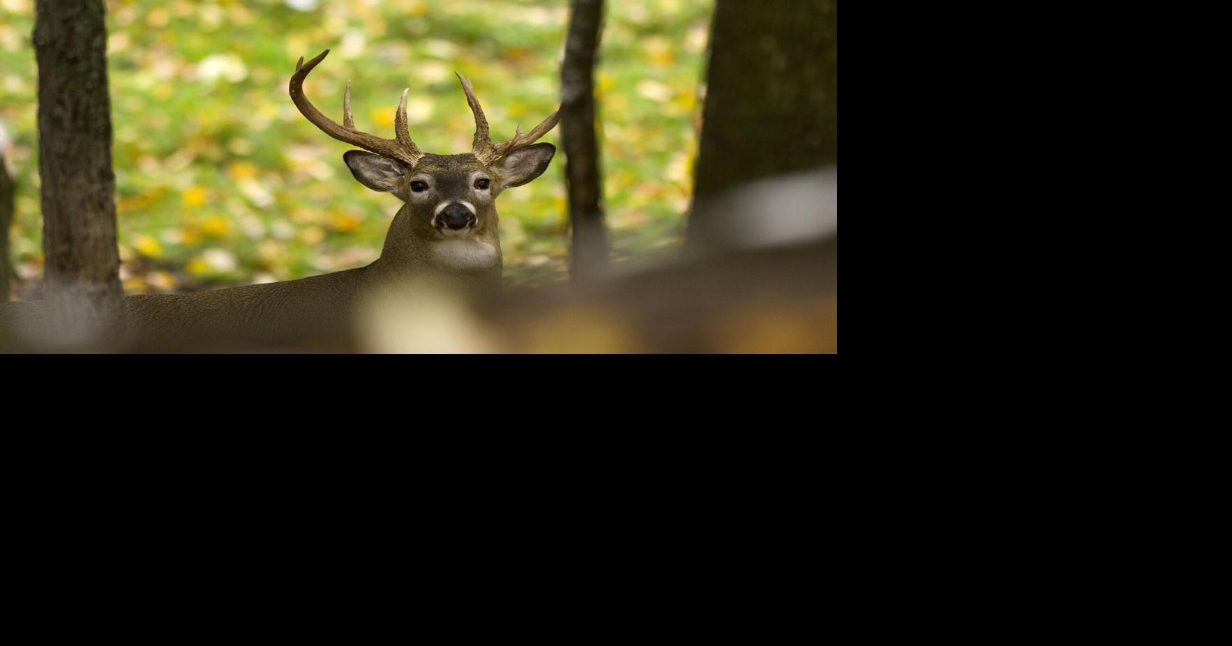 Firearm deer season starts Wednesday, harvest numbers down slightly so ...
