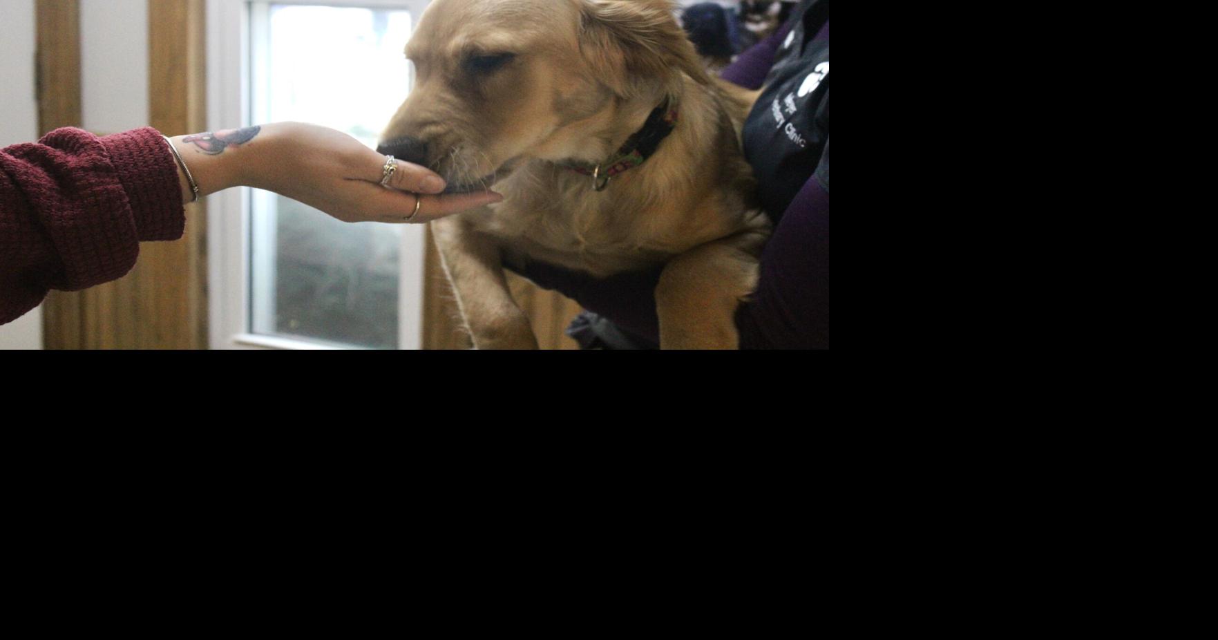 Pet agencies say think it through before gifting animals for the ...