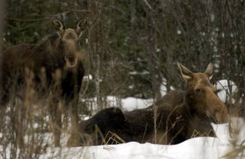 What has this winter meant to nature? | Local News | cadillacnews.com