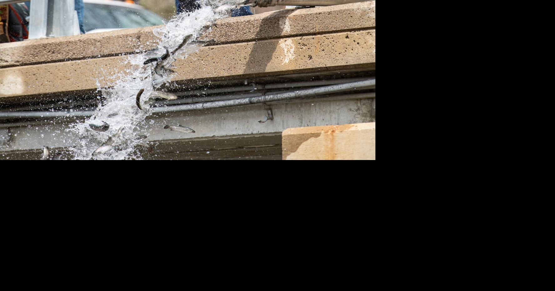 DNR completes massive spring, summer fish stocking effort | News ...