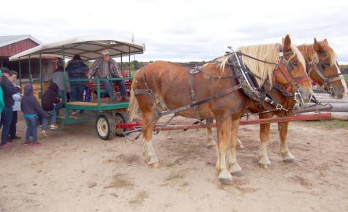 Families enjoy pumpkin picking at Geers Farms | Local News ...