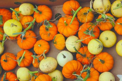 Fruits of fall harvest for sale | Local News | cadillacnews.com