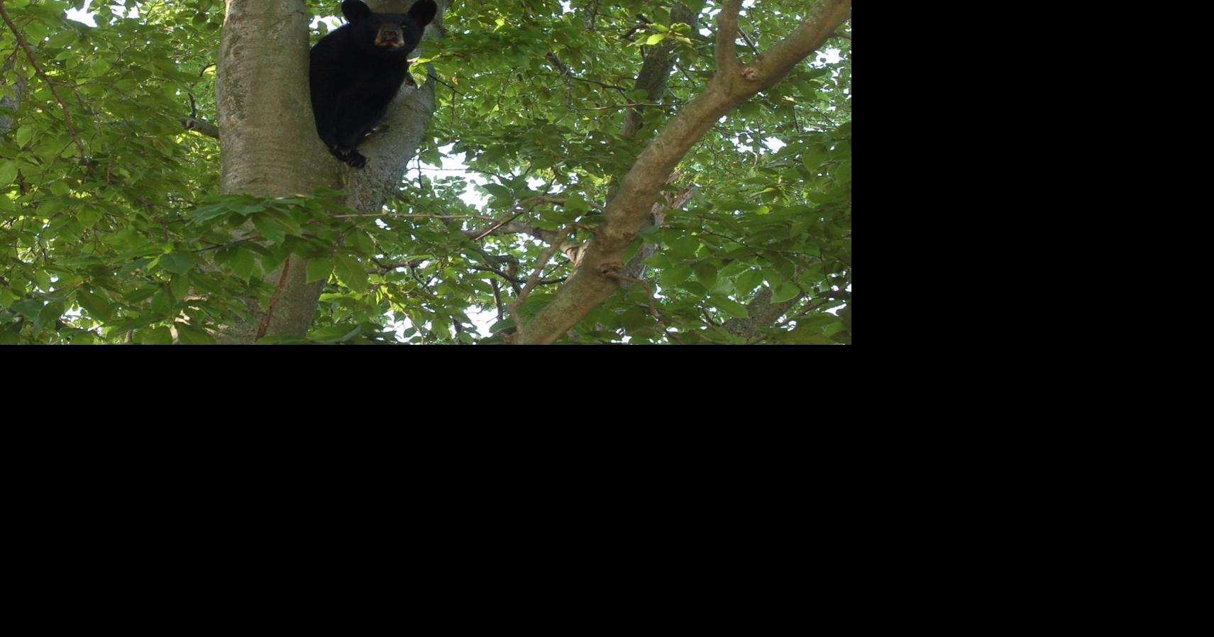 On the outside: The best place to find bears is right here | Sports ...