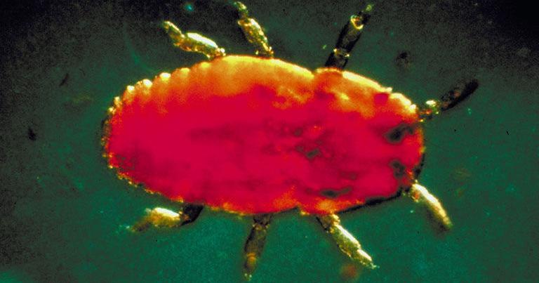 New invasive insect threatening fir trees discovered in Missaukee ...