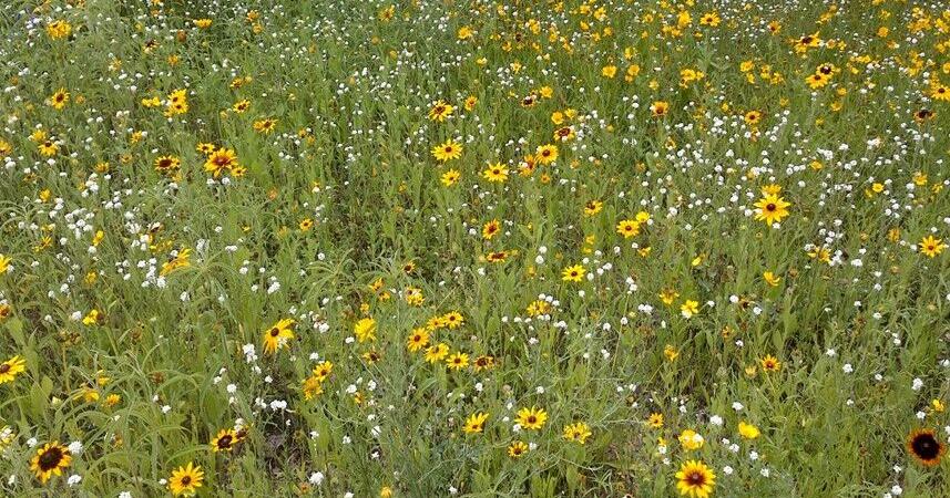 Partnerships deliver NRCS programs and services | News | cadillacnews.com