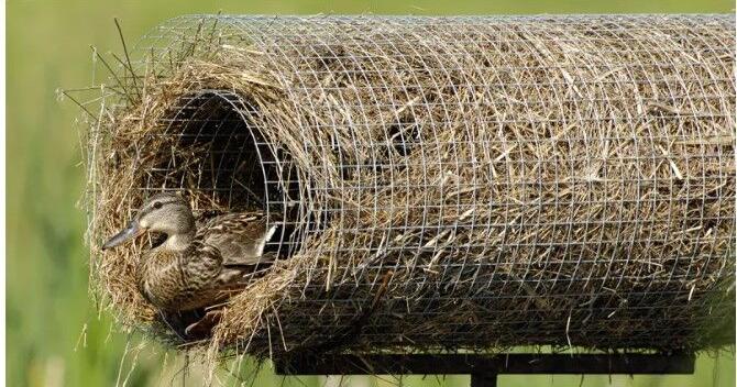 Artificial nest structures: Waterfowl edition | | cadillacnews.com