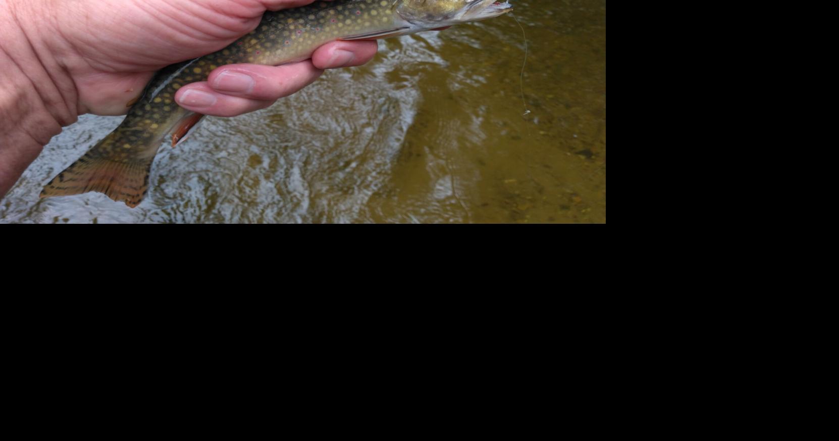 Joining the army of trout fishermen? Anglers get to choose their ...