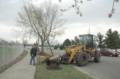 New trees planted along stadium | Local News | cadillacnews.com