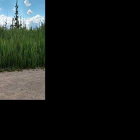 Invasive phragmites threatens Northern Michigan | Community ...
