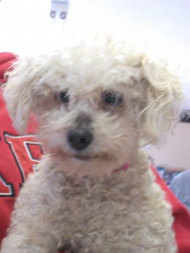 Once-blind poodle hopes to see new owner | Local News | cadillacnews.com