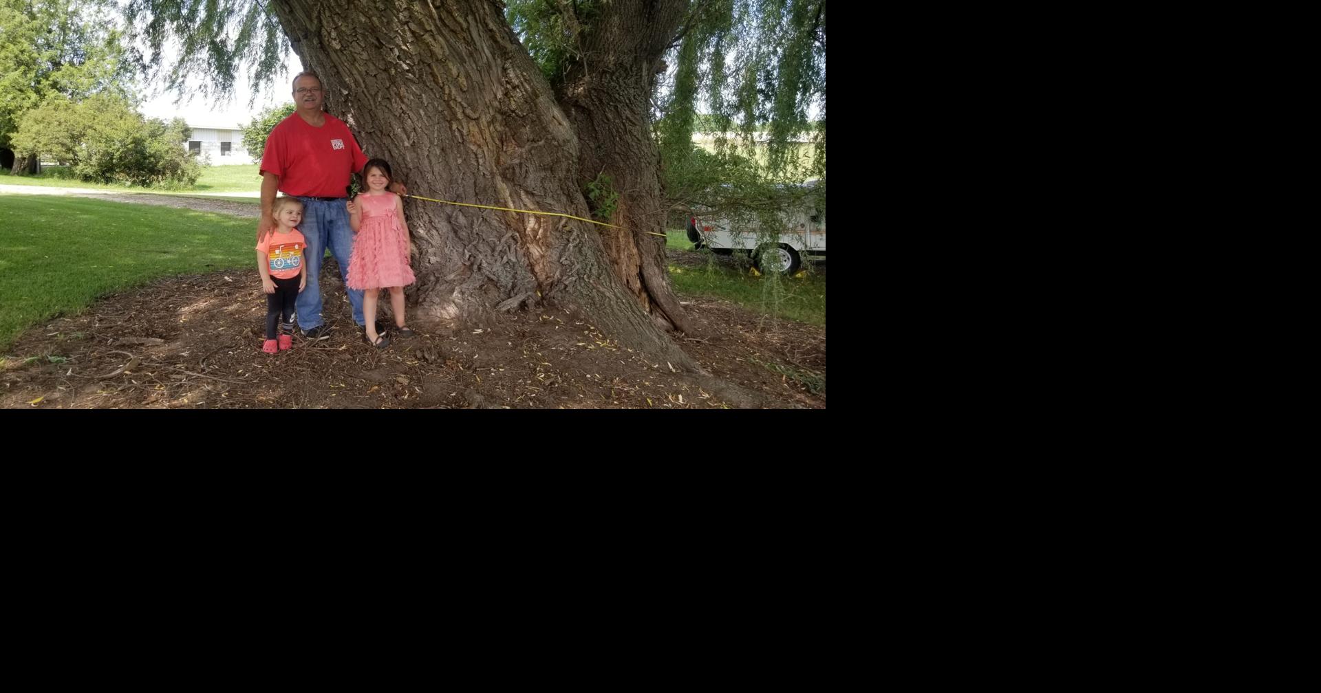 Winners of ReLeaf Big Tree Hunt contest announced for local counties ...