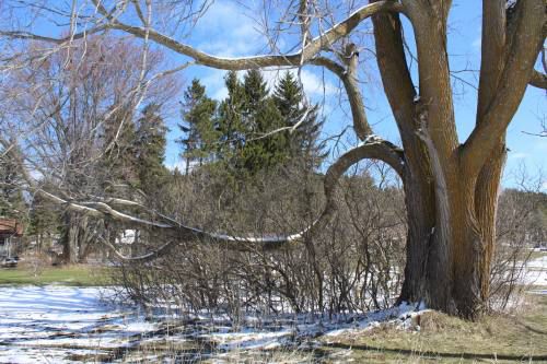 Mesick man has largest tree found in Wexford County | Local News ...