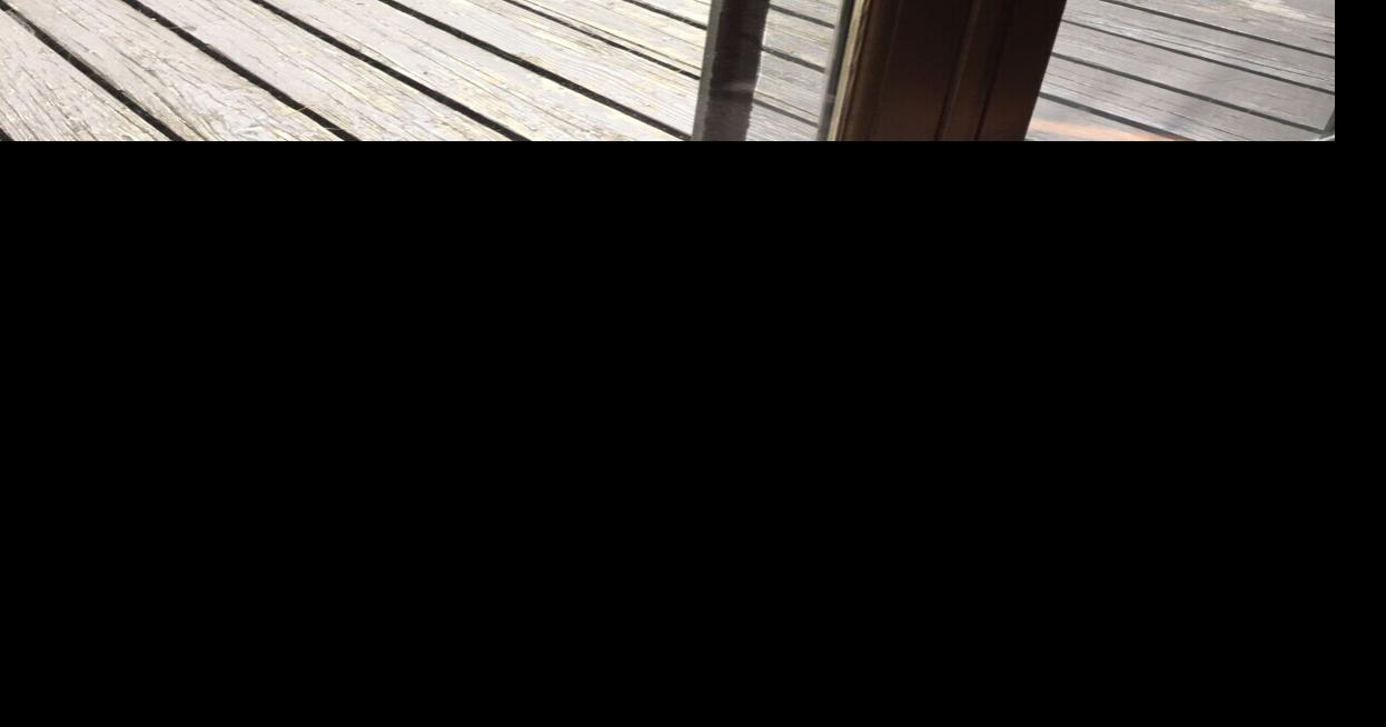 How to keep yourself safe from bears this spring | News | cadillacnews.com