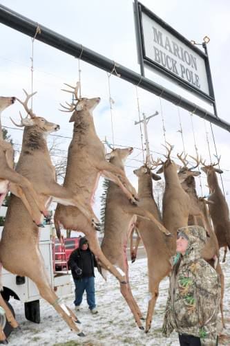 Buck poles in Marion, Manton embrace the start of firearm deer season ...