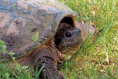 Animals in nature | Local News | cadillacnews.com