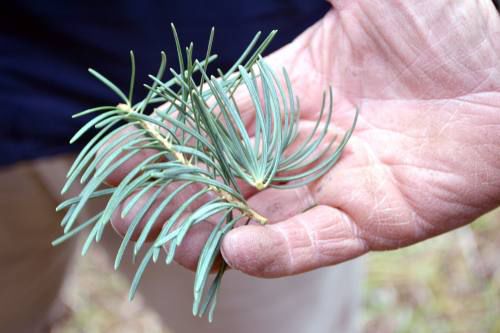 Dutchman Tree Farm shipping tree to Ford Field | Local News ...