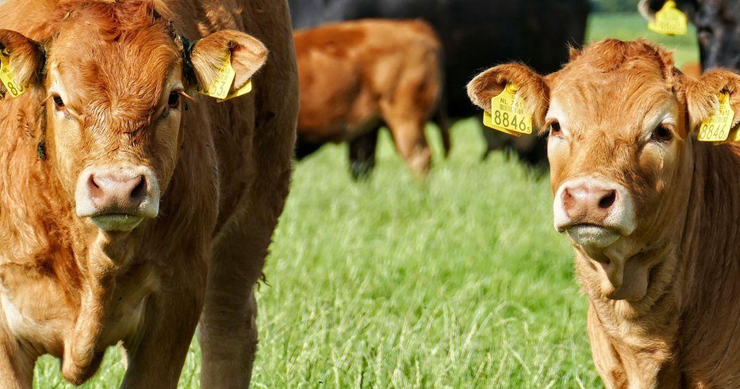 What is MAEAP? | Guest Column | cadillacnews.com