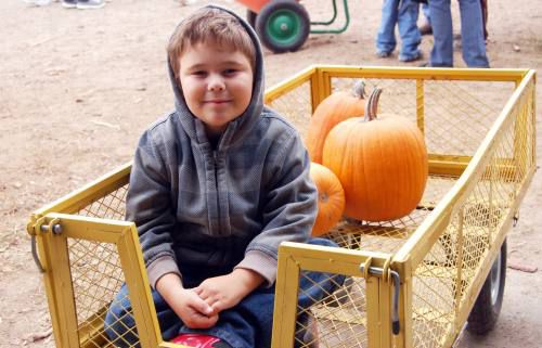 Families enjoy pumpkin picking at Geers Farms | Local News ...