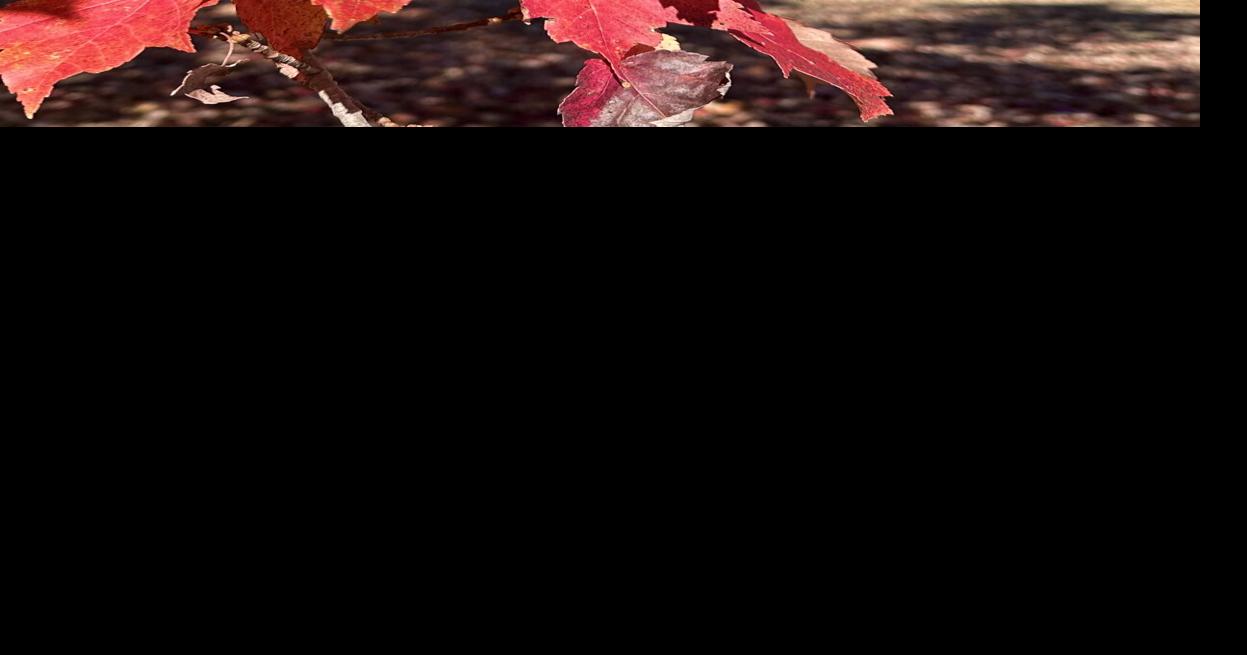 The science of fall colors | Guest Column | cadillacnews.com
