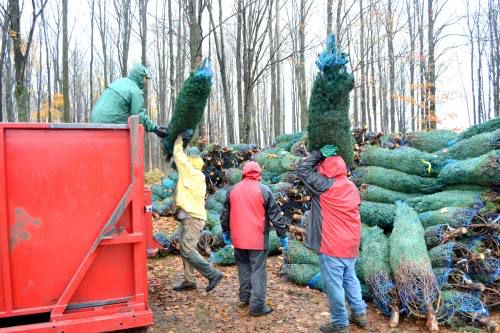 Weird weather not a problem for local tree growers | Local News ...