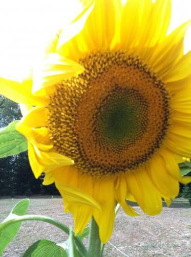 Community - Flower/cows | Local News | cadillacnews.com