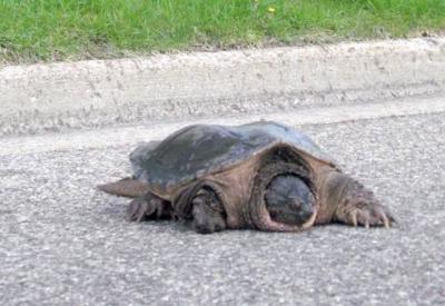 Big snapping turtle makes visit to Holly Road | Local News ...