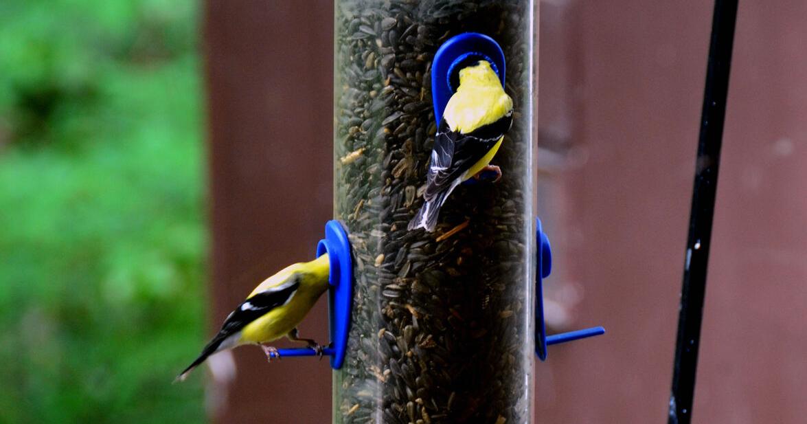 Tips for creating a bird buffet | Sports | cadillacnews.com