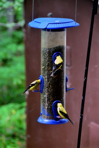 Tips for creating a bird buffet | Sports | cadillacnews.com