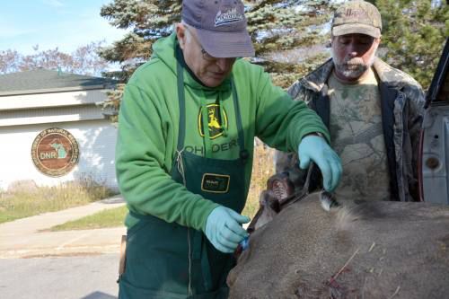 Deer Day means deer check for DNR | Local News | cadillacnews.com