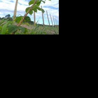 Hops farm sprouts new business opportunity for local farmer | Local ...