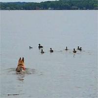 Dog chasing ducks | Local News | cadillacnews.com