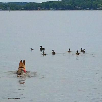 Dog chasing ducks | Local News | cadillacnews.com