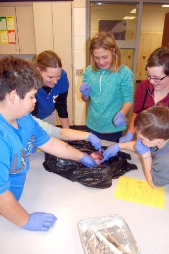 Gross anatomy: MTMS students dissect pig pluck | Local News ...