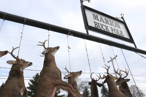 Buck poles in Marion, Manton embrace the start of firearm deer season ...